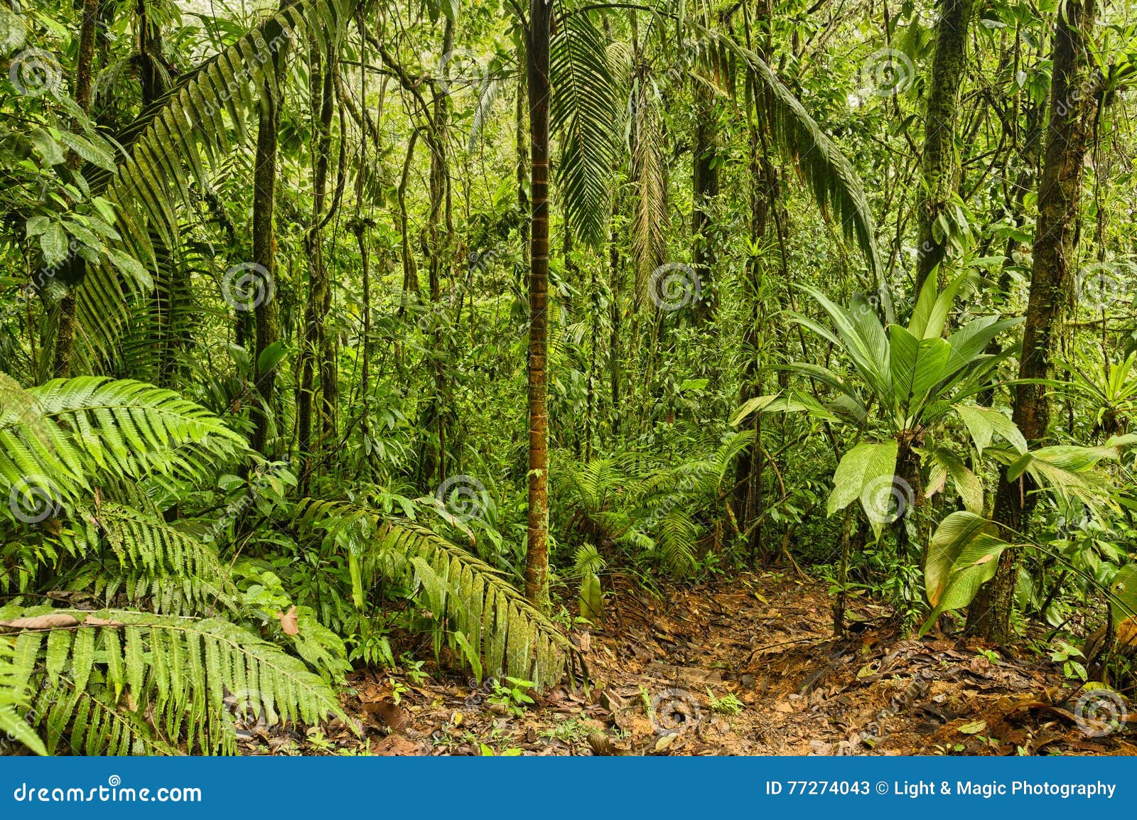 Jungle trail, Costa Rica stock image. Image of trail - 77274043