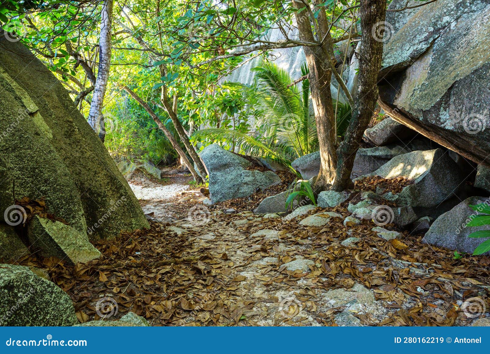 Jungle Trail on La Digue Island, Seychelles Stock Image - Image of ...
