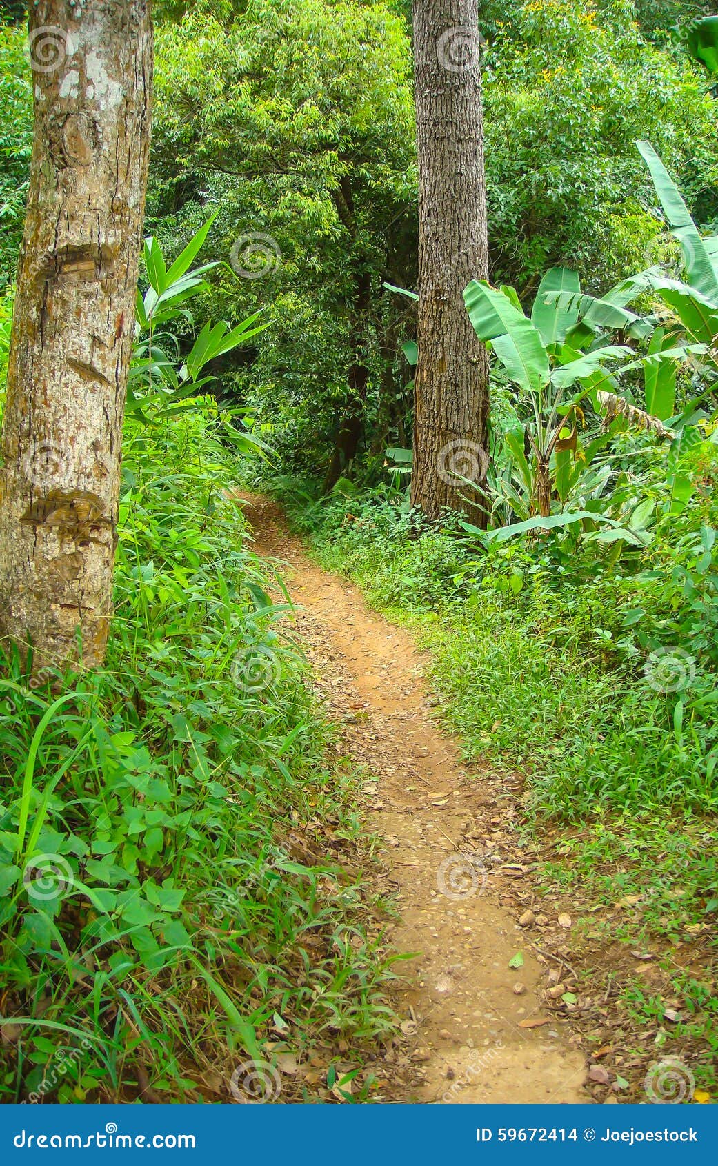 The jungle trail stock photo. Image of nature, landscape - 59672414