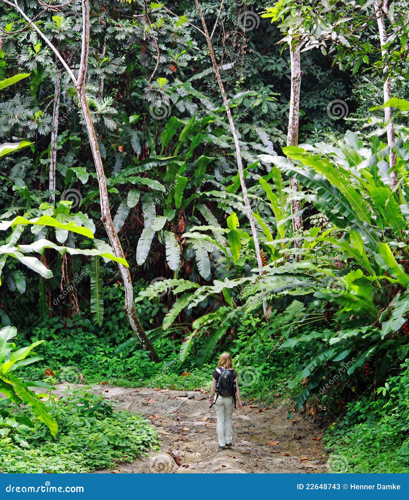 Jungle trail at Trinidad stock image. Image of relax - 22648743