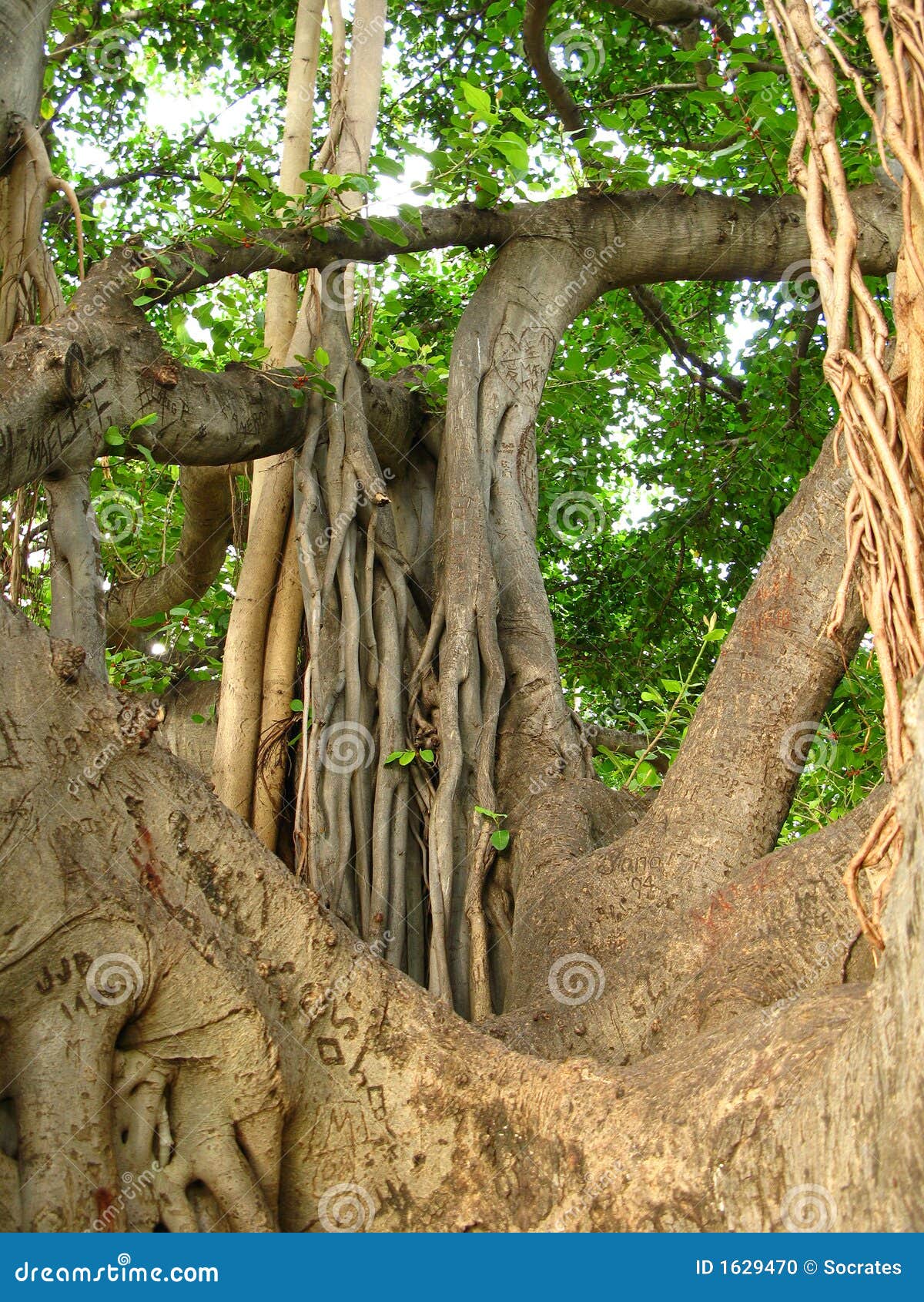 Jungle tree stock photo. Image of local, sizzling, holiday - 1629470