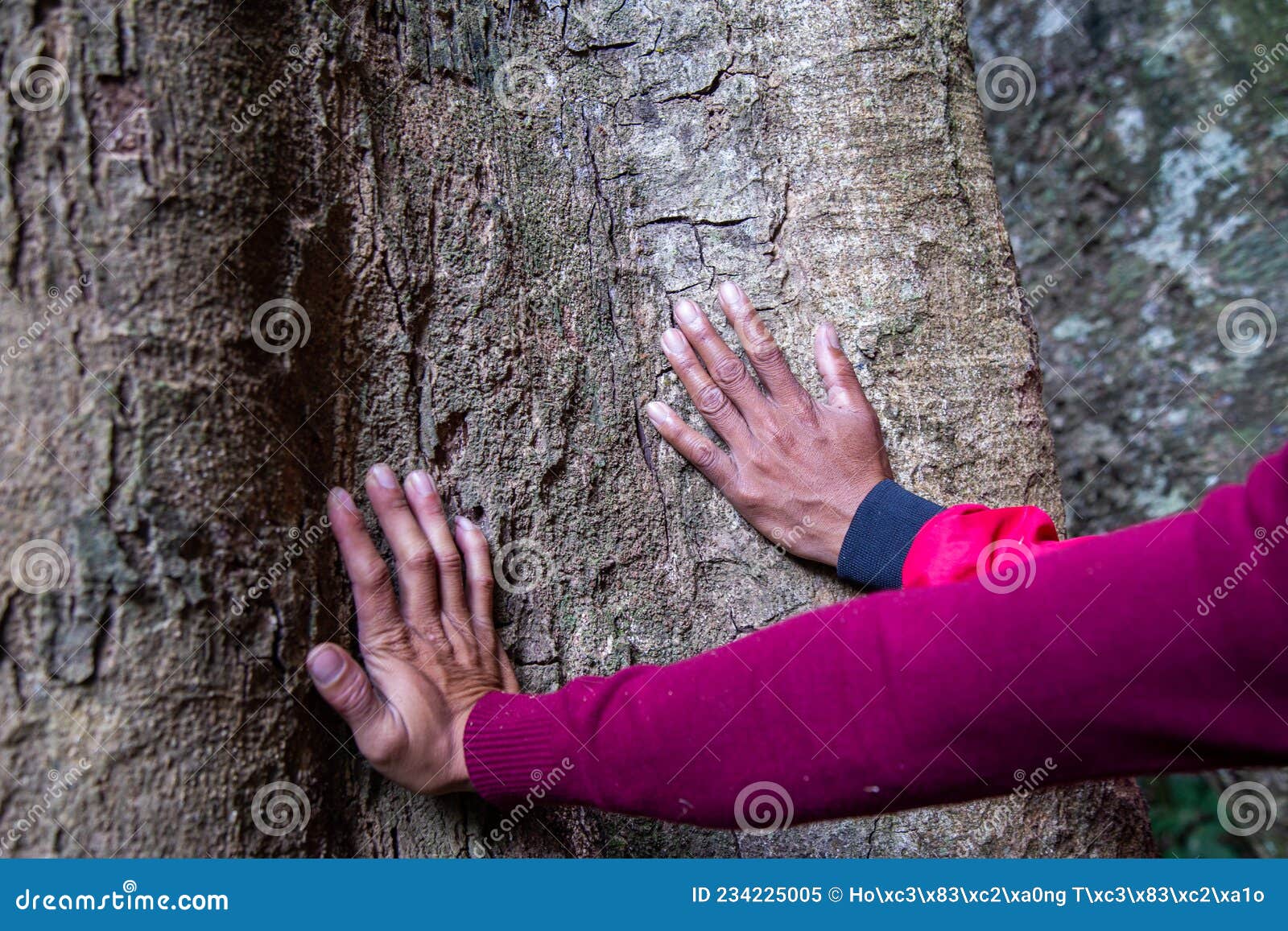 A Jungle Tree with 2 Hands in Quang Tri, Vietnam Stock Image - Image of ...