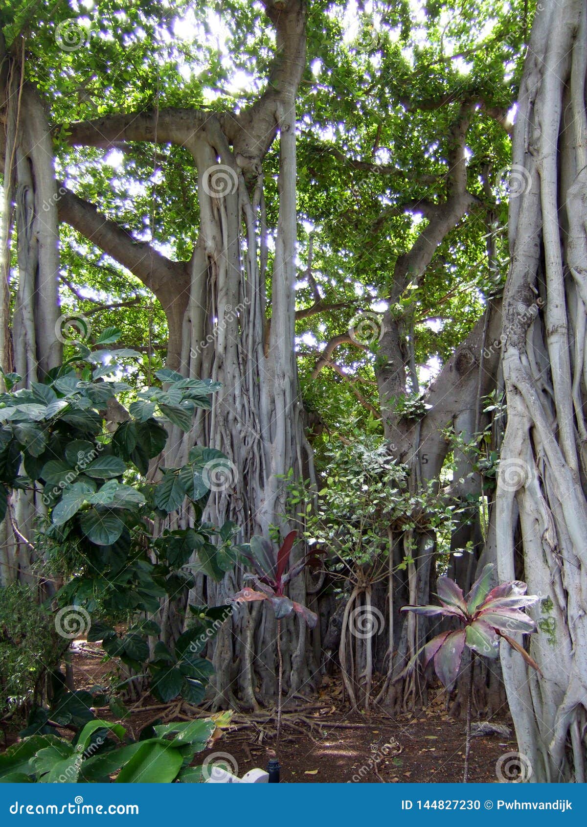 Jungle Tree in the Hawaii Zoo Stock Photo - Image of hawaii, honolulu ...