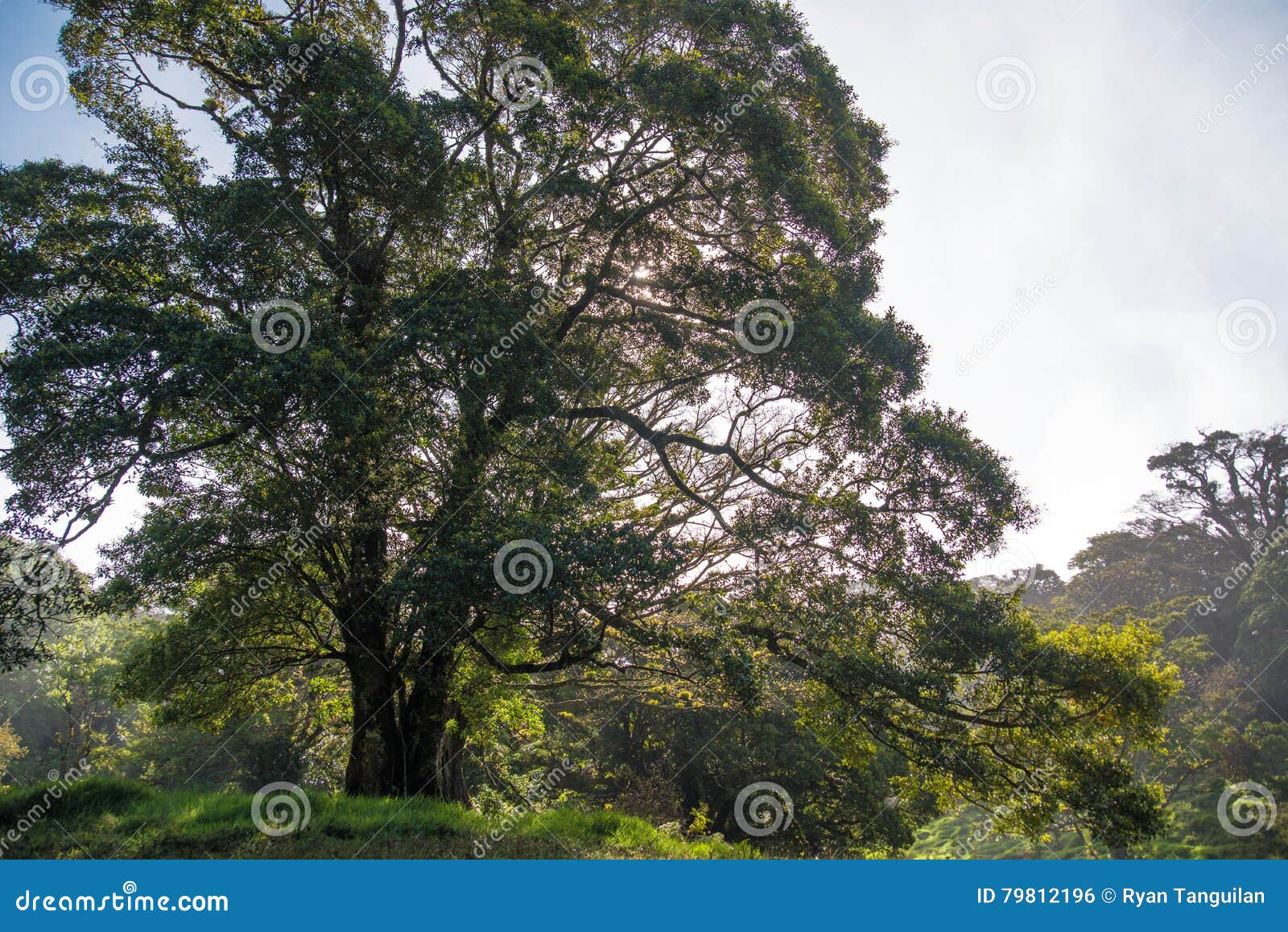 Jungle tree stock photo. Image of paradise, nature, outdoors - 79812196