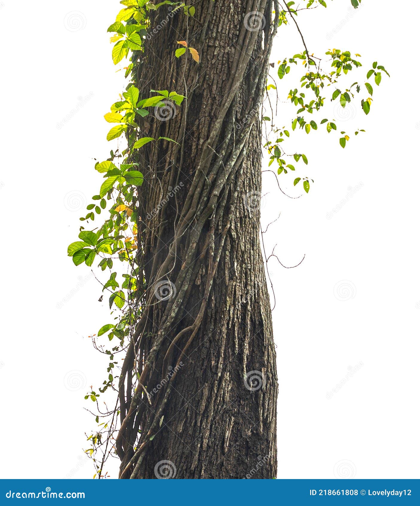 Jungle Tree Isolate on White Background Stock Photo - Image of creeper ...