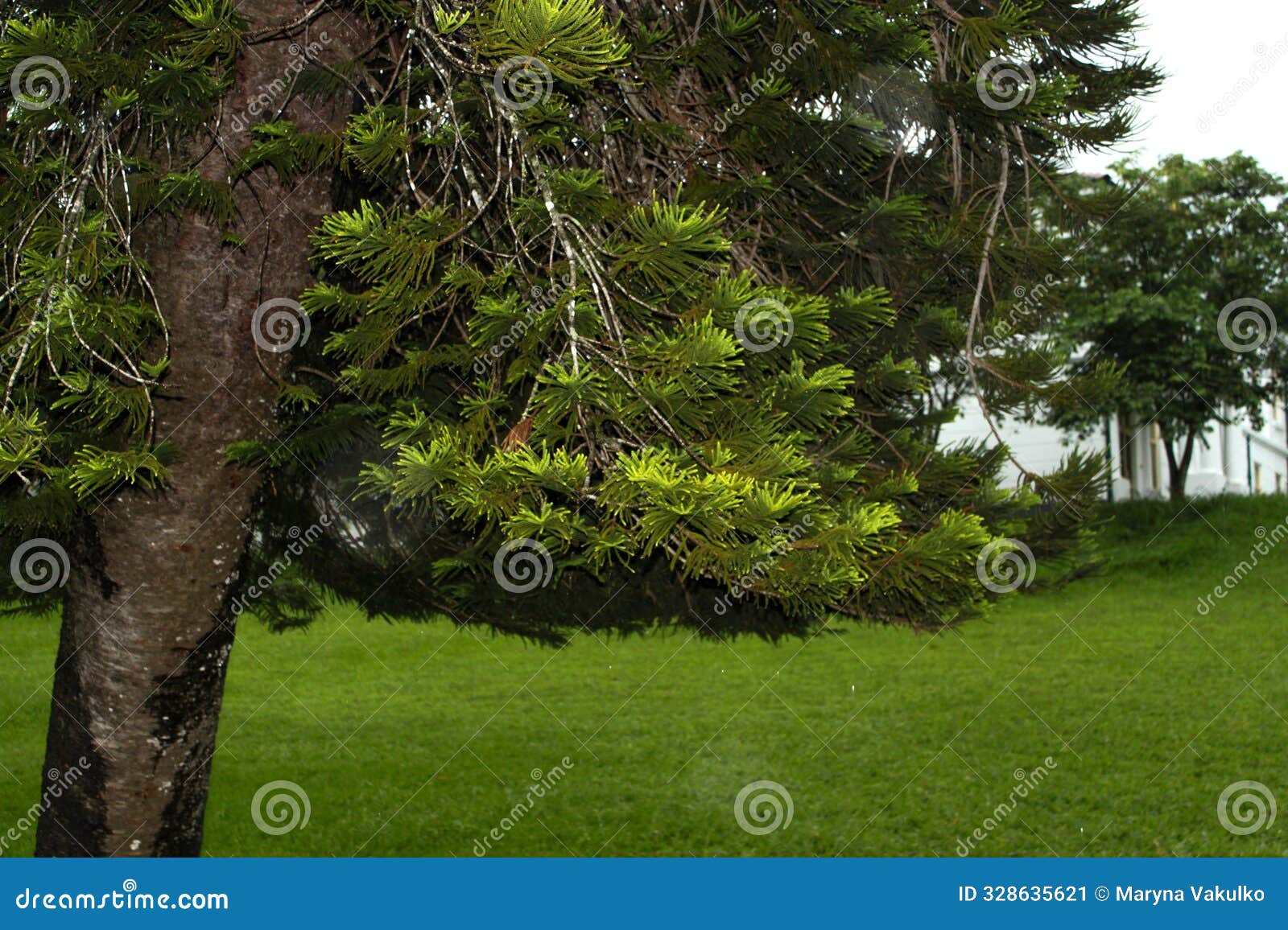 Exotic Tree after Rain in Sri Lanka Stock Image - Image of plant, trunk ...