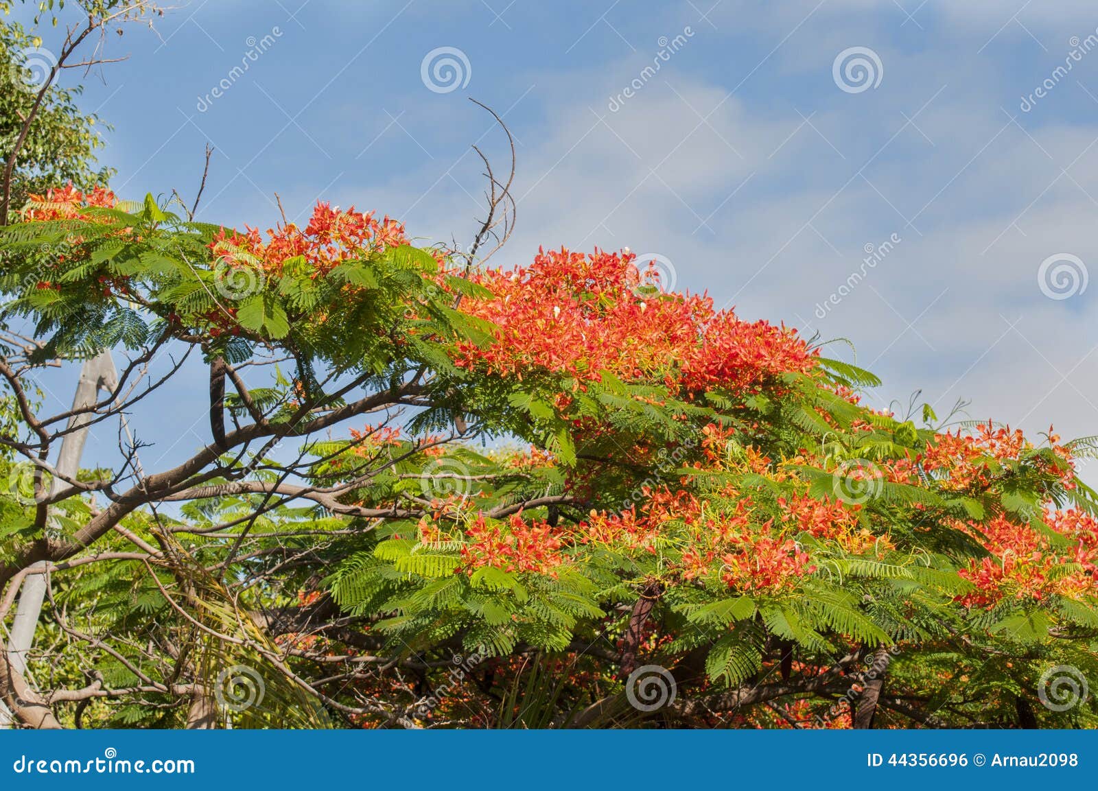 Jungle tree stock photo. Image of aroma, botanical, colourful - 44356696