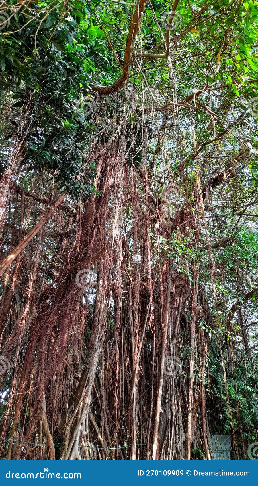 Jungle Tree, Root Tree, View Backgroud Stock Image - Image of jungle ...