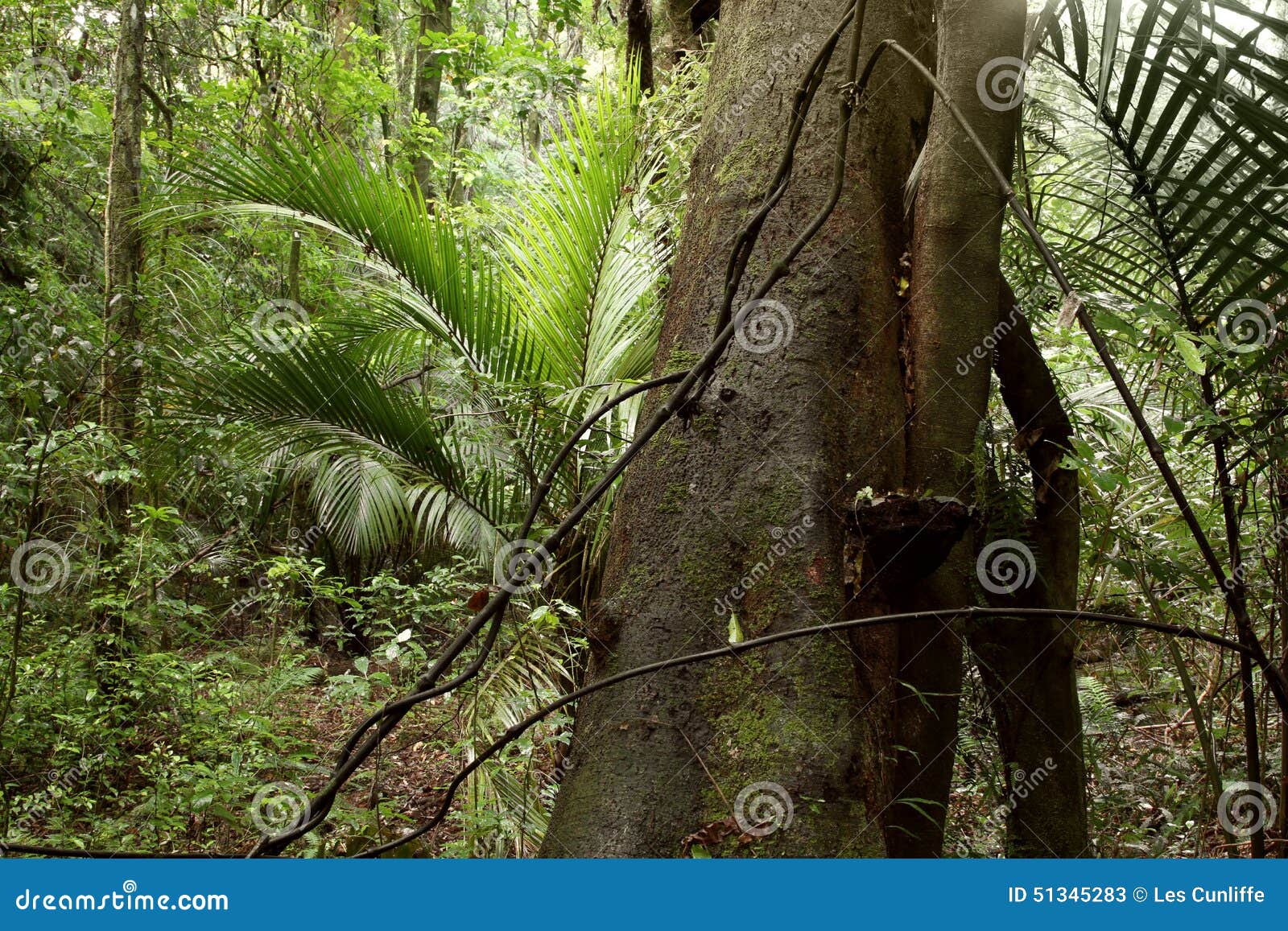 Jungle stock image. Image of tree, tropic, jungles, vines - 51345283