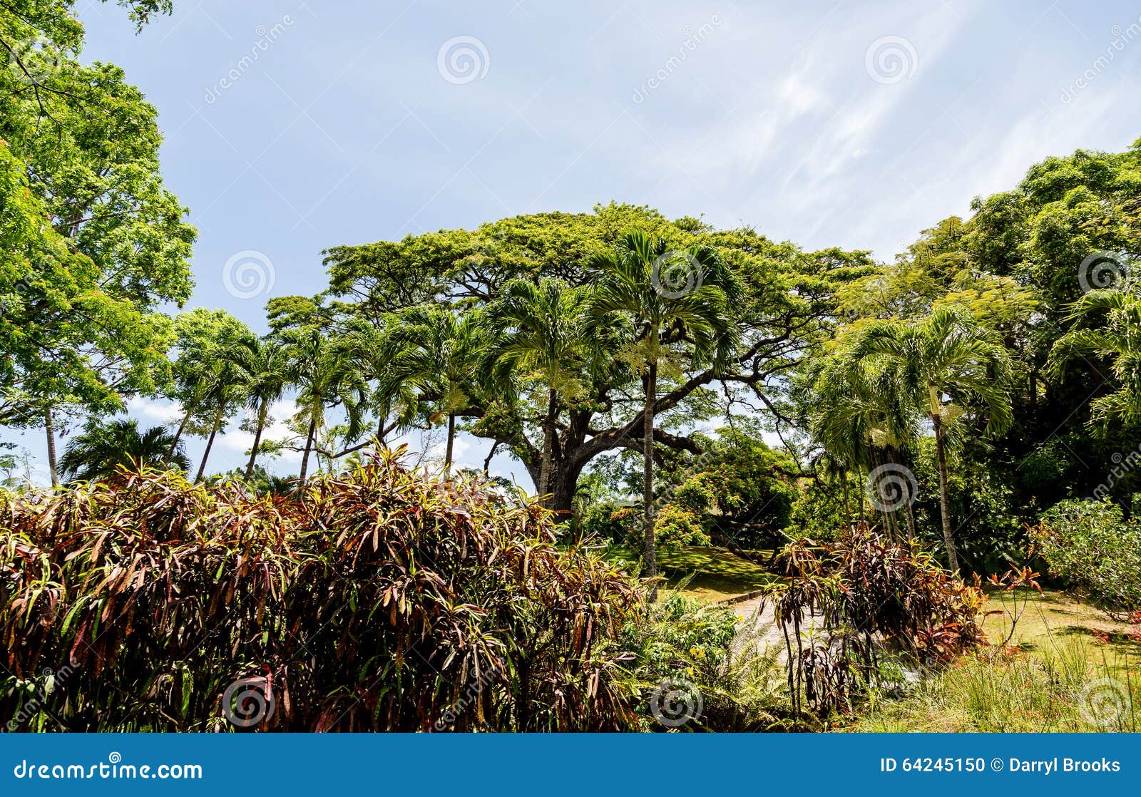 Jungle Trees stock photo. Image of botany, landscape - 64245150