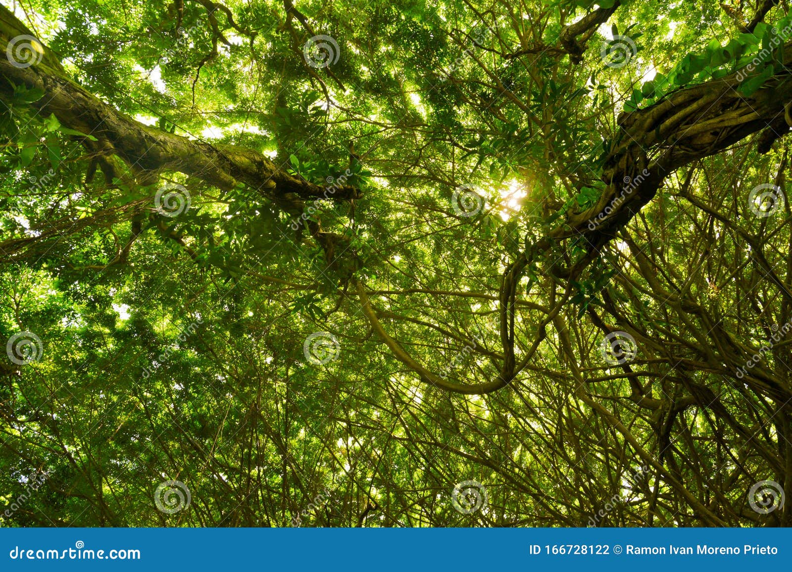 Jungle trees stock photo. Image of tree, serenity, hawaii - 166728122