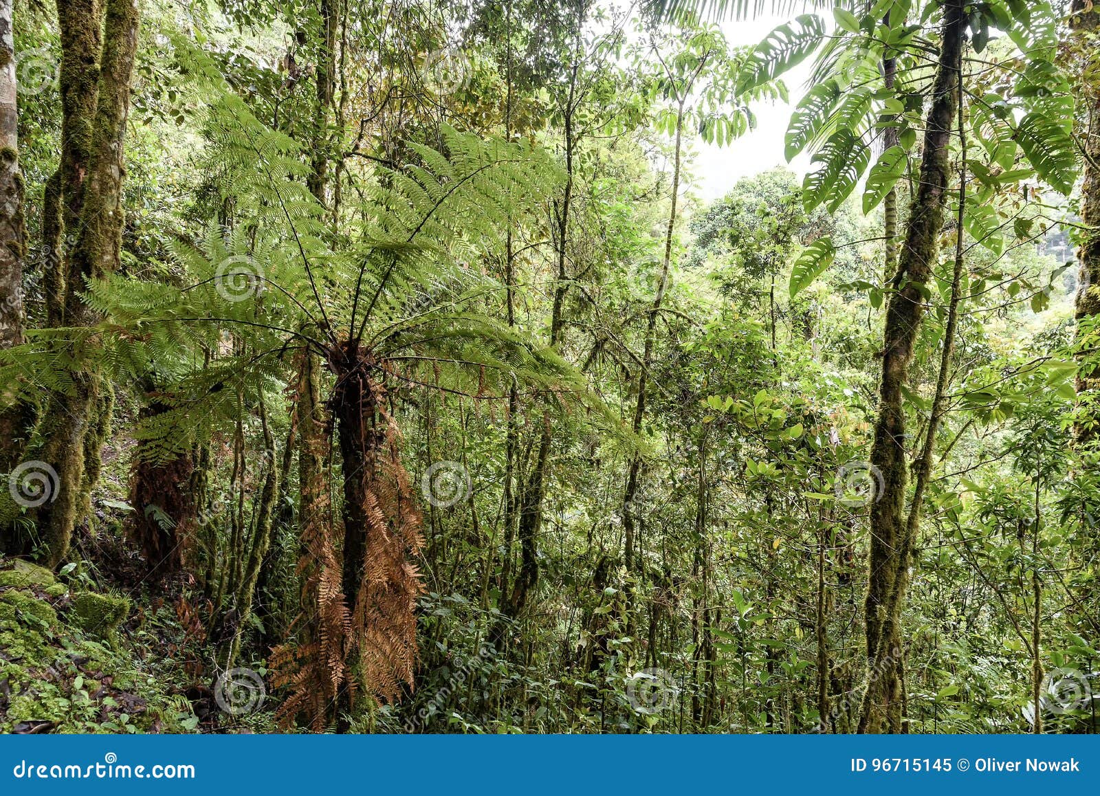Jungle stock image. Image of guyana, forest, moist, protected - 96715145