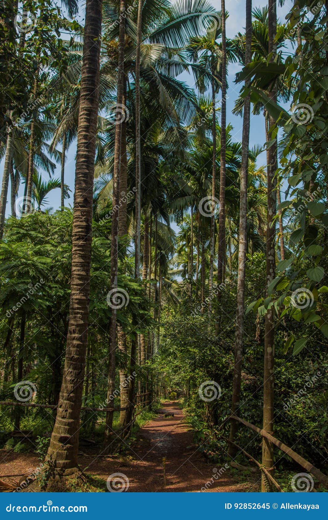 Jungle in Tropical Spice Plantation, Goa, India Stock Image - Image of ...