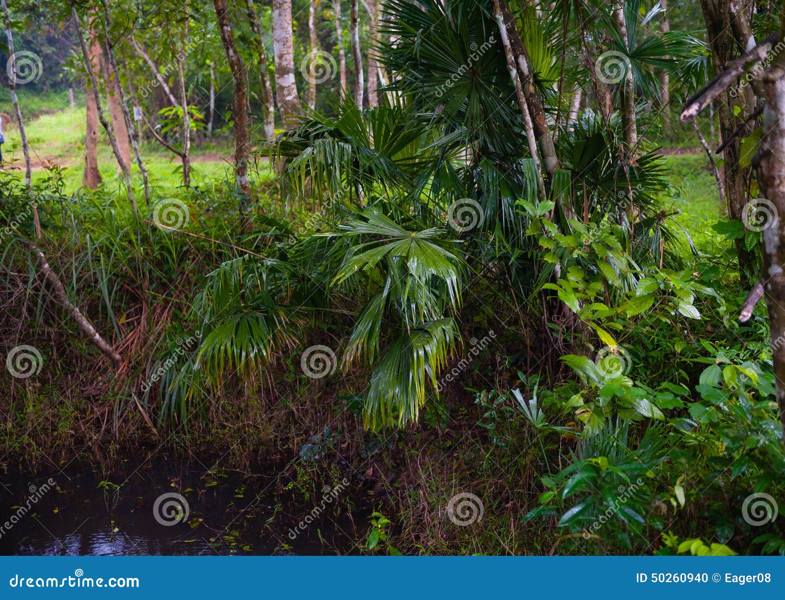 Jungle in Vietnam stock photo. Image of background, outdoor - 50260940