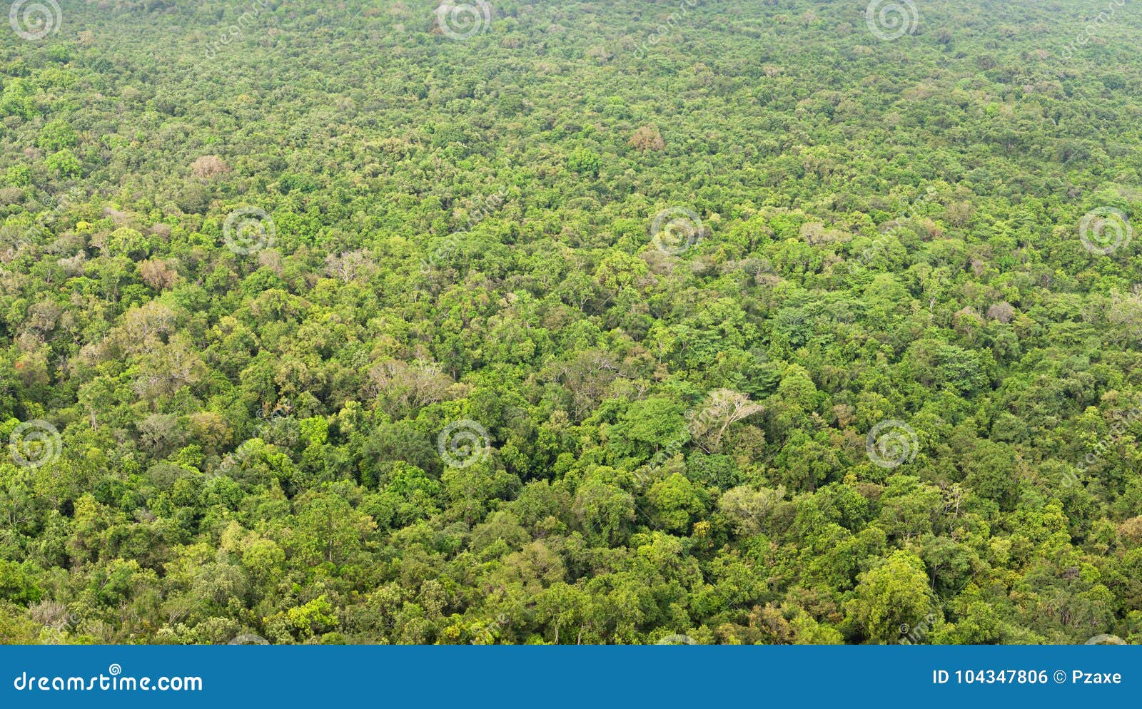 Top view of forest stock photo. Image of beauty, jungle - 104347806