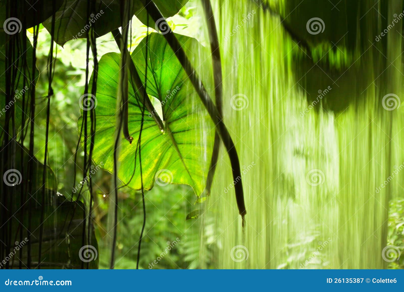 Jungle View Leaves and Waterfall Stock Image - Image of rainforest ...