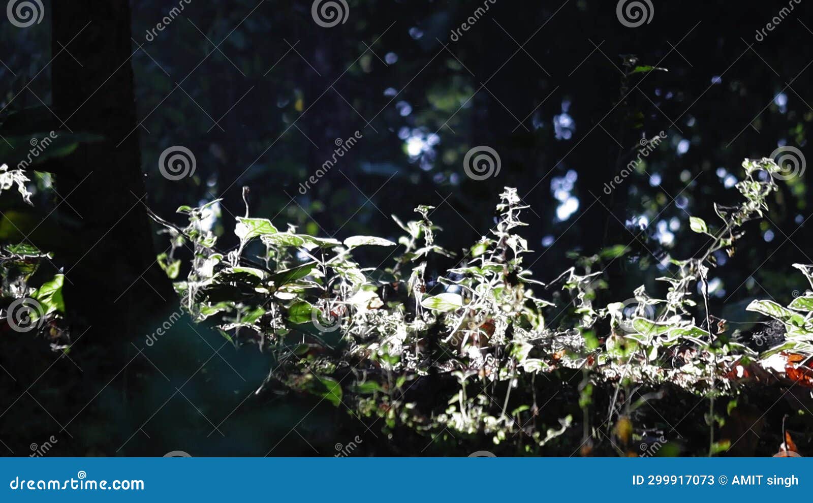 Jungle View in the Day Light when Sun Rays Falling on the Leaves Full ...