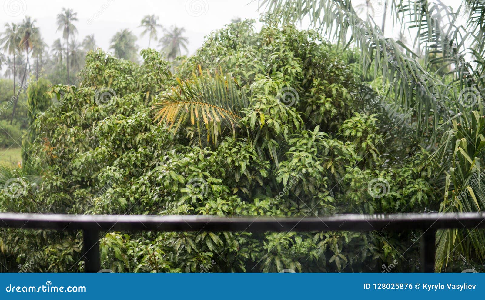 Jungle View from the Window. Stock Photo - Image of summer, plant ...