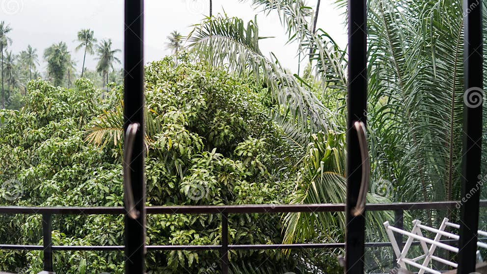 Jungle View from the Window. Stock Image - Image of beautiful, plant ...