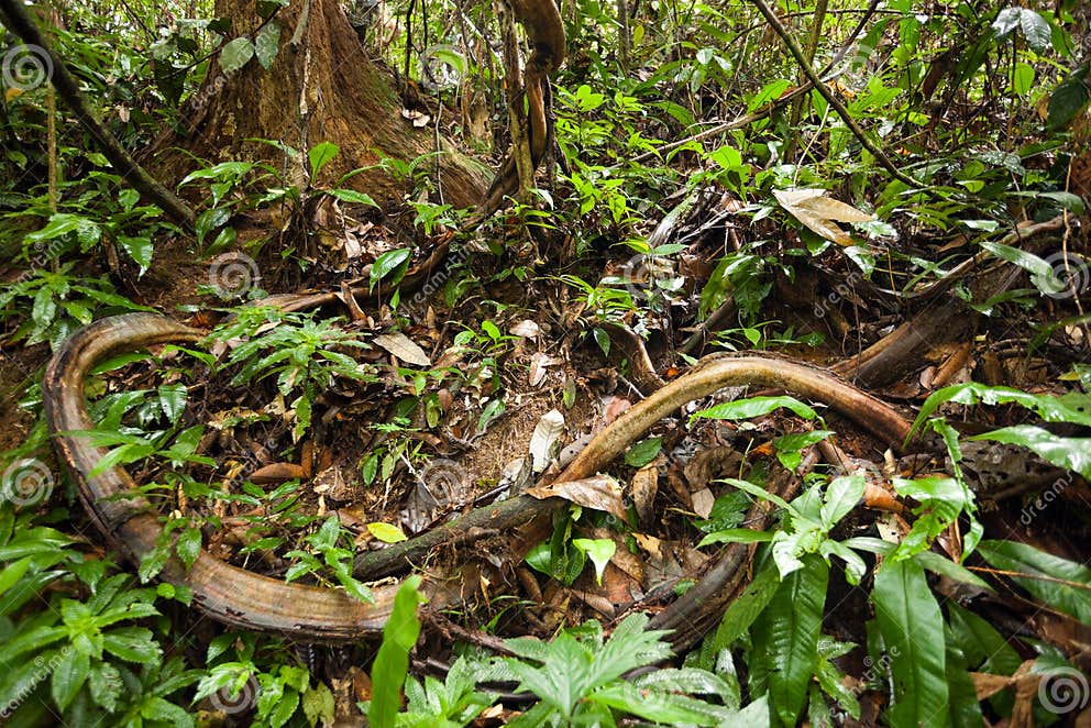 Jungle vines stock image. Image of tangle, plant, vine - 15569975
