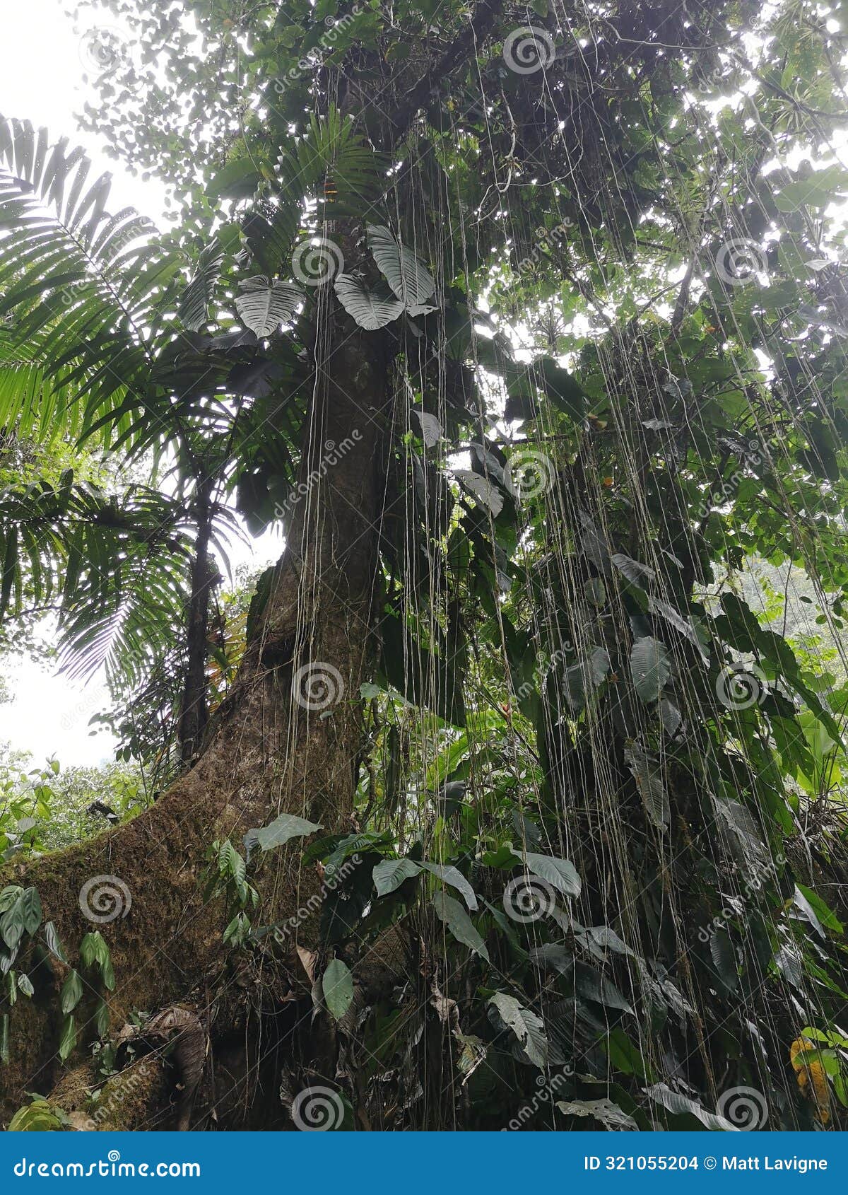 Jungle Vines Hanging from a Tree Stock Photo - Image of trunk, people ...
