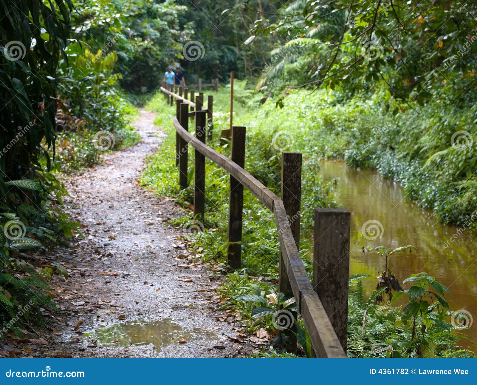 Jungle Walk Picture. Image: 4361782