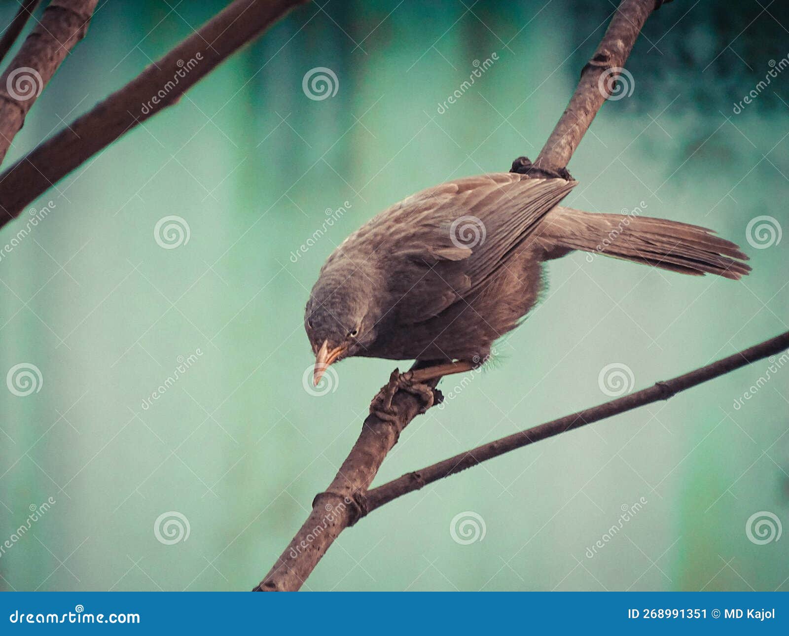 Jungle Warblers are Gregarious Birds Calling All Other Birds for Food 2 ...