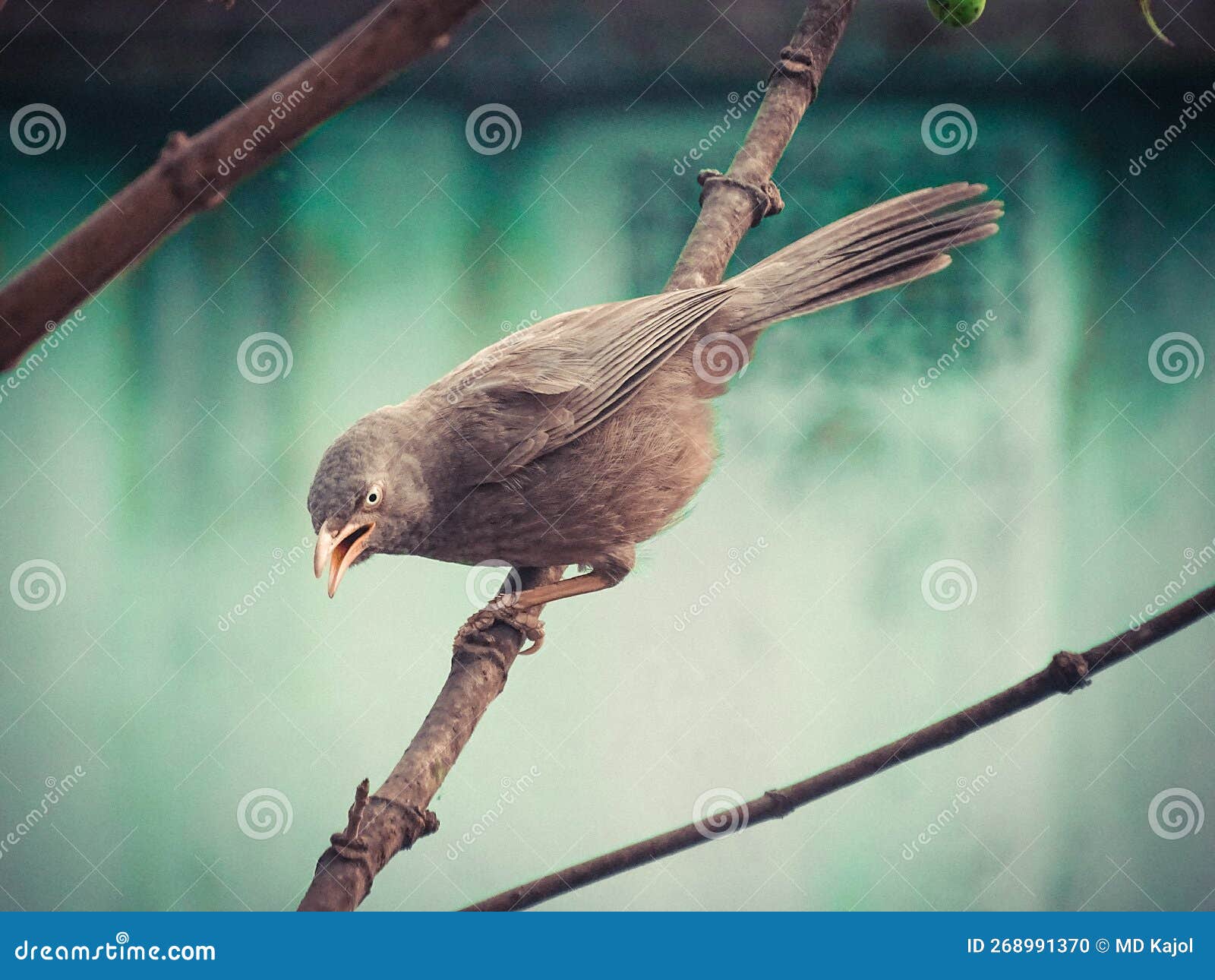 Jungle Warblers are Gregarious Birds Calling All Other Birds for Food 8 ...