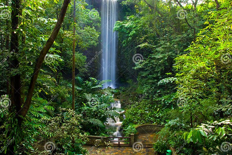 Jungle waterfall stock image. Image of ferns, waterfall - 3880039
