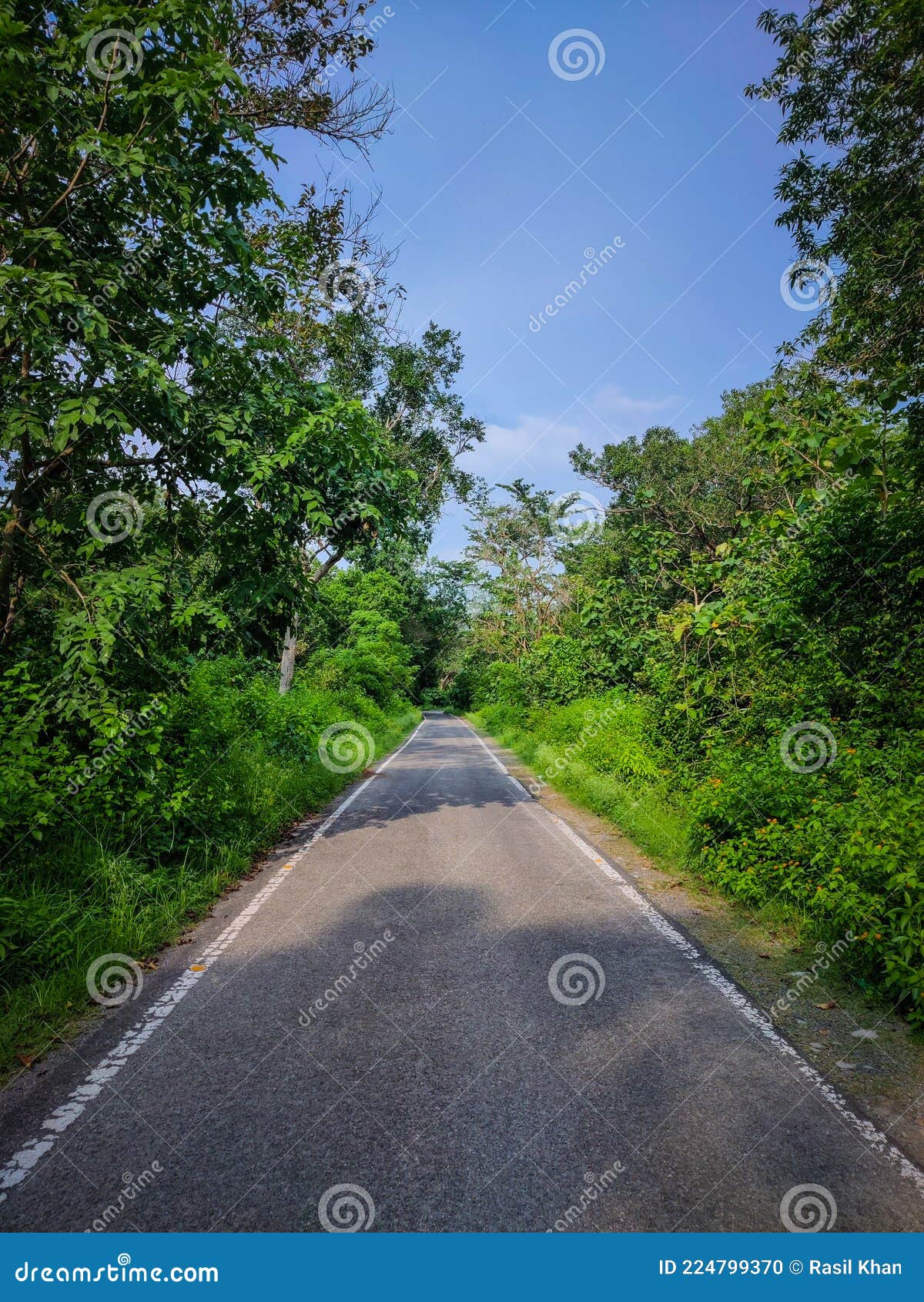 Jungle Ways, Clean Environment, Rainforest Road, Jungle Safari Stock ...