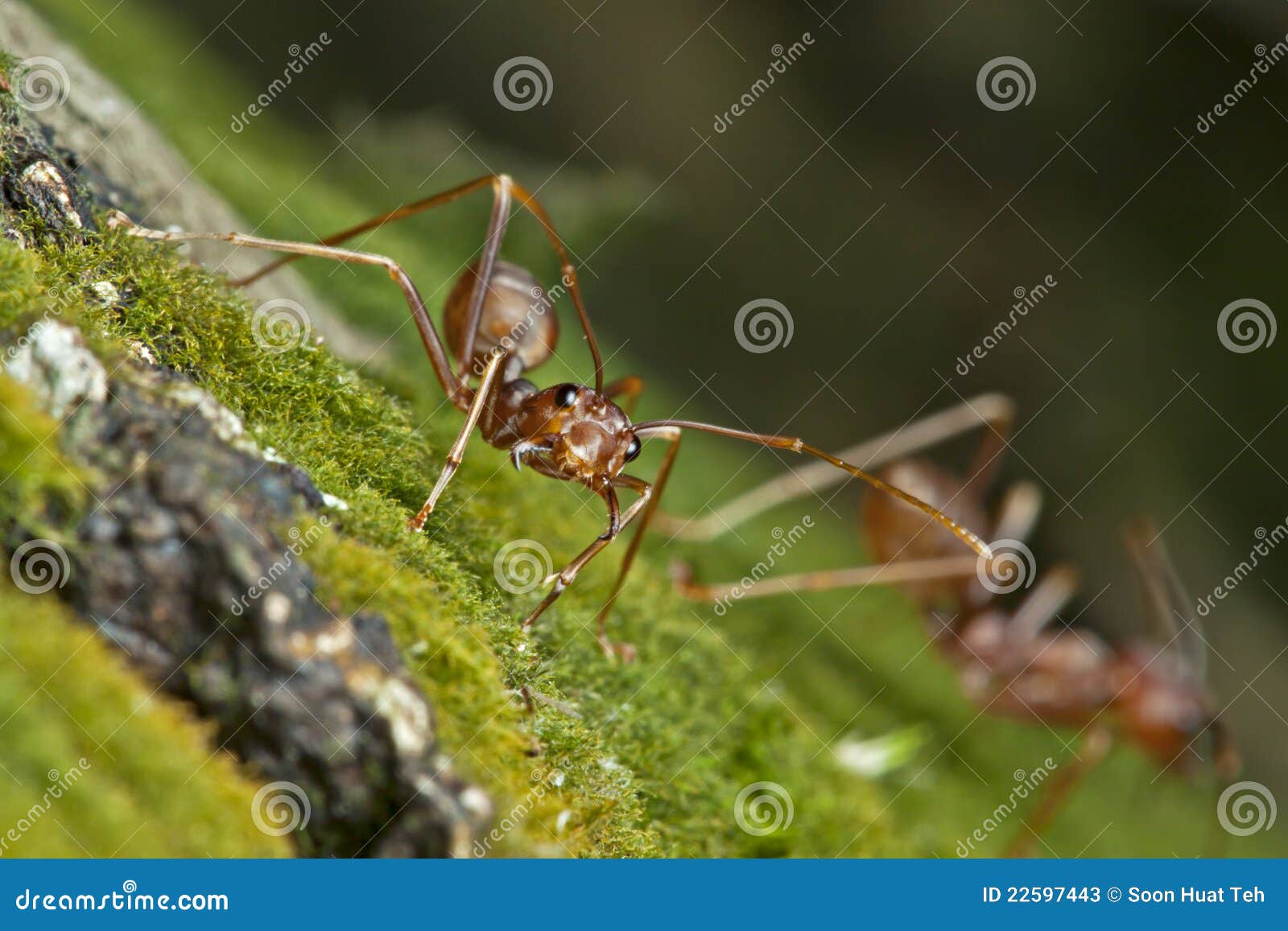 Jungle weaver ants stock image. Image of ants, macro - 22597443