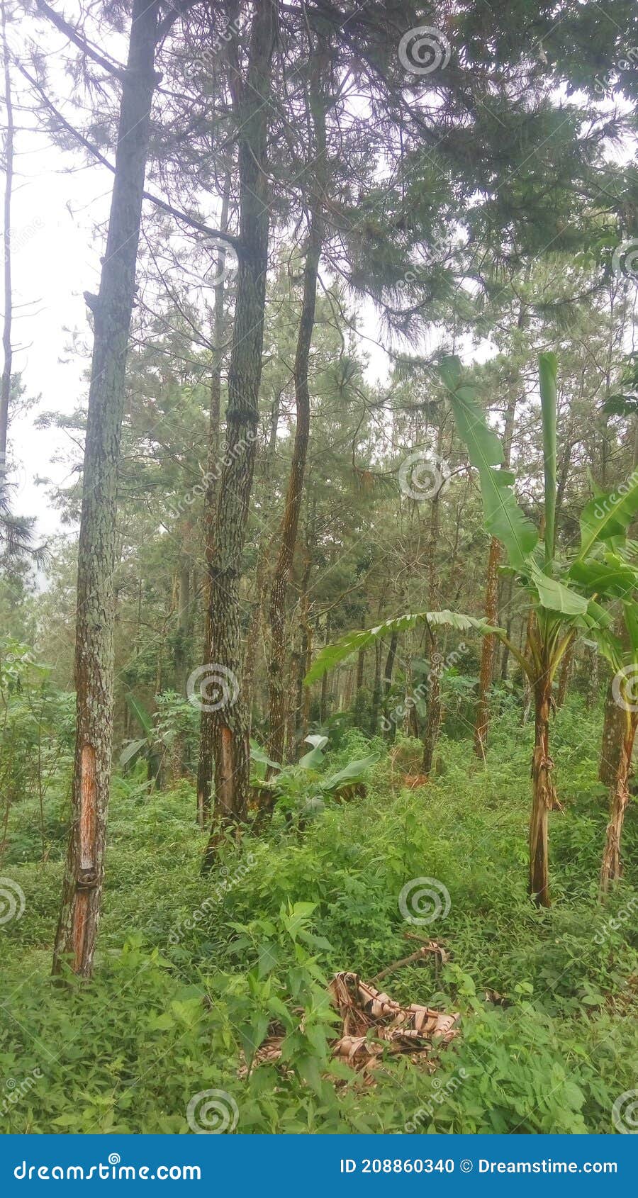 The Jungle in the World Indonesia Country Stock Photo - Image of forest ...
