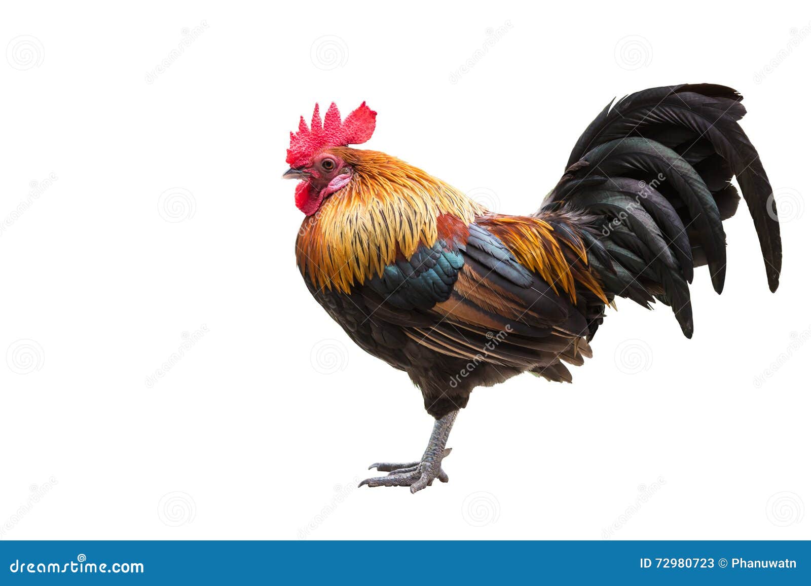 A Beautiful Chicken In A Cage Sat Quietly On A Rail Bar. Captured In A ...