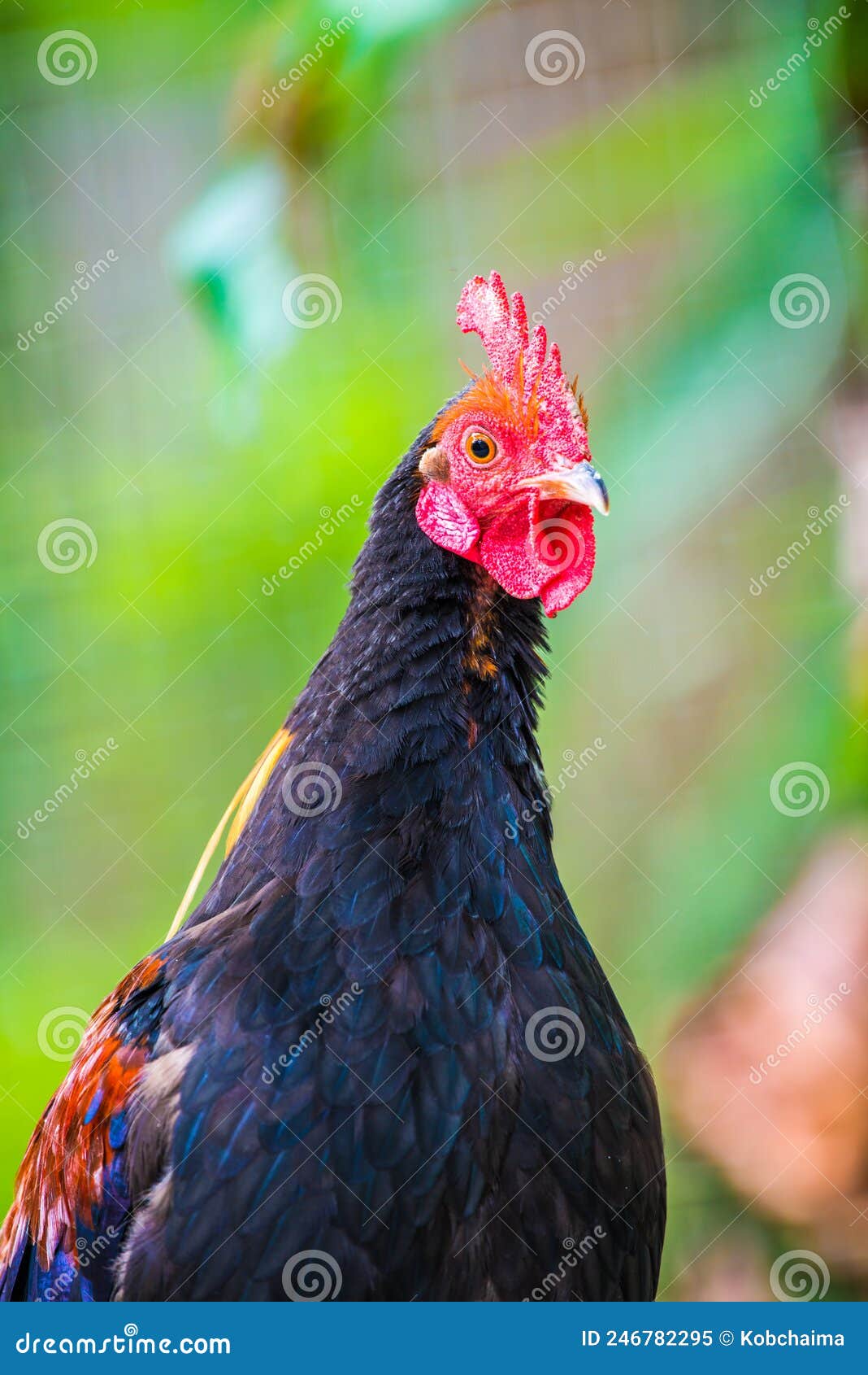 Native Junglefowl in Thai stock image. Image of chicken - 246782295