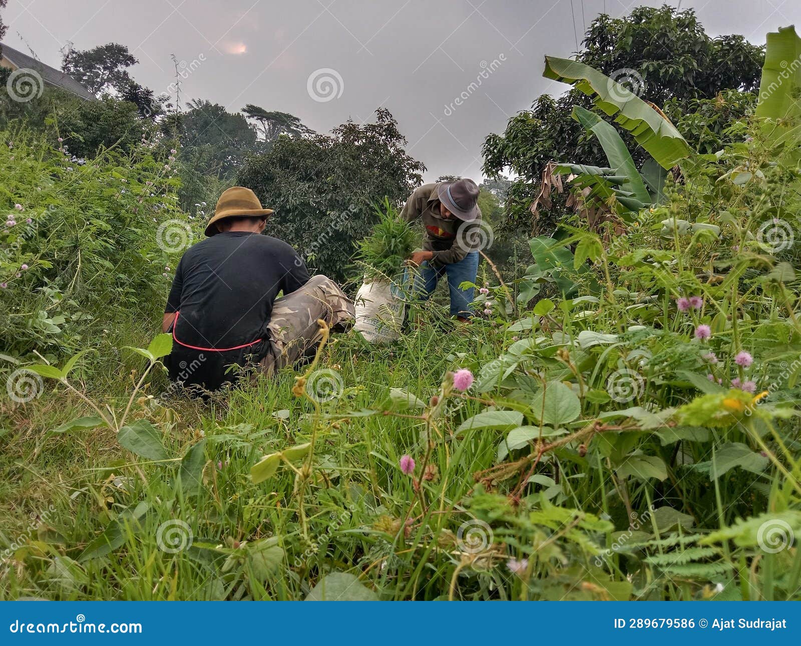 Jungleland editorial photo. Image of jumgle, forest - 289679586