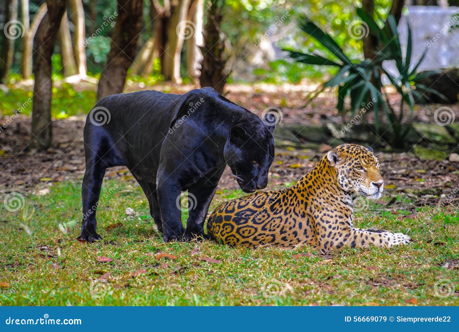 Jungles of Mexico stock image. Image of behavior, coat - 56669079