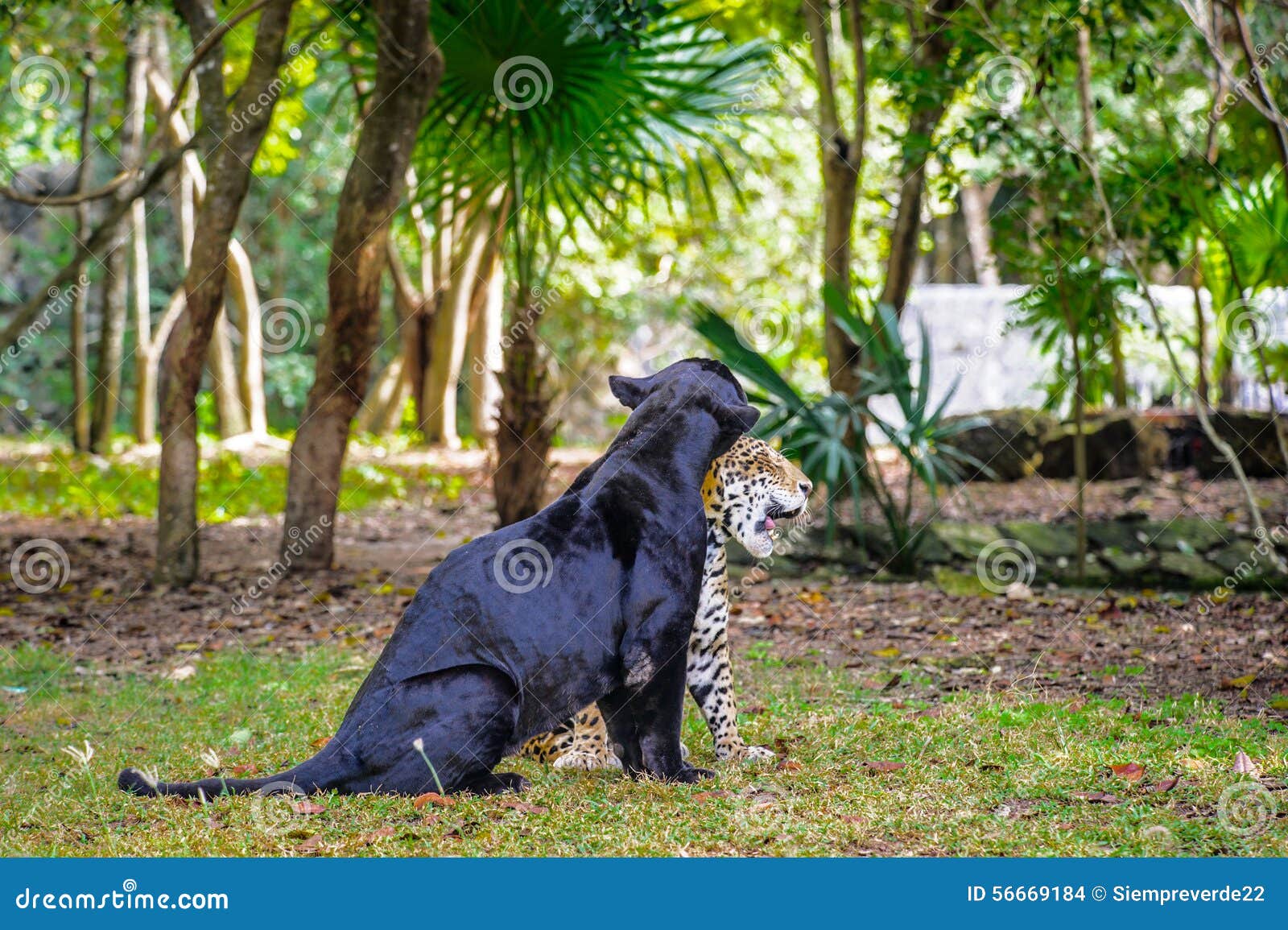 Jungles of Mexico stock photo. Image of endangered, america - 56669184