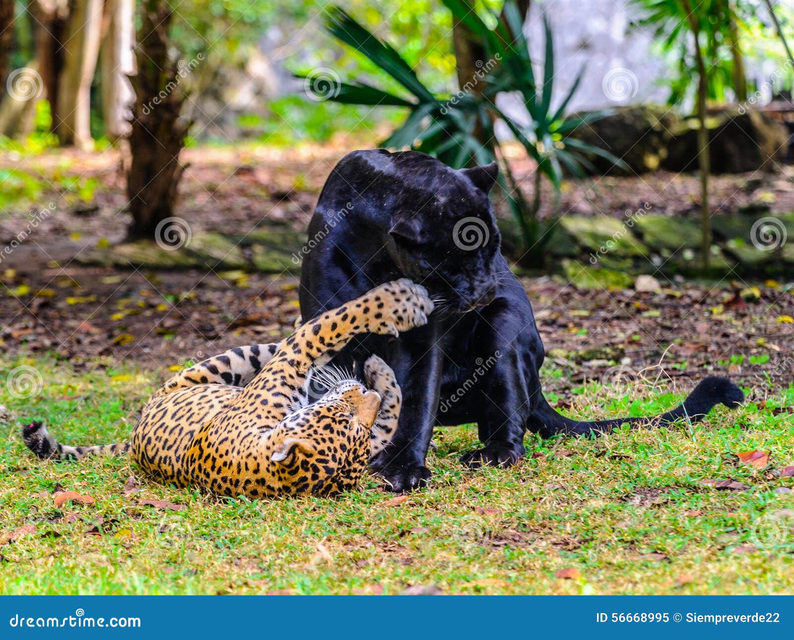 Jungles of Mexico stock image. Image of coat, animal - 56668995
