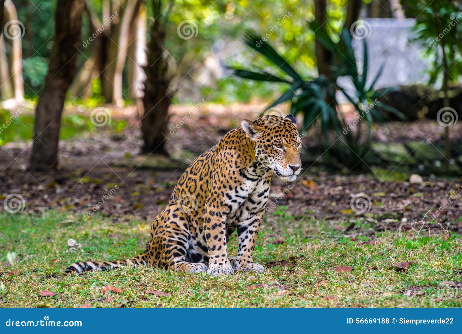 Jungles of Mexico stock photo. Image of rest, fauna, leopard - 56669188