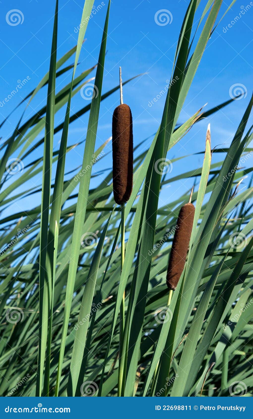 Jungles of raupo stock image. Image of reed, yellow, formation - 22698811