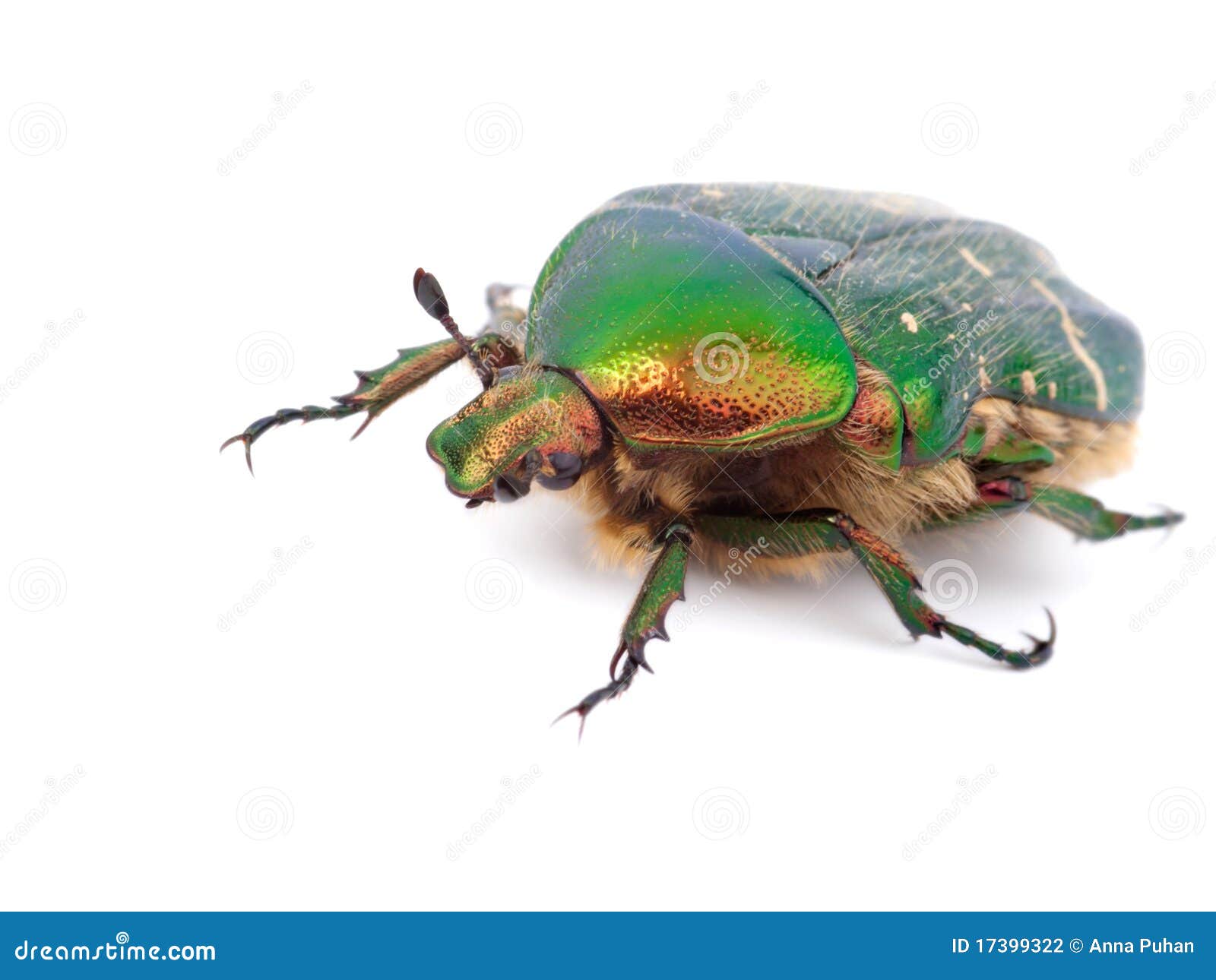 Junikever stock foto. Image of kleur, geïsoleerd, groen - 17399322