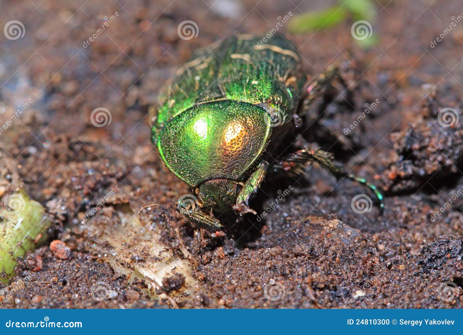 Junikever stock foto. Image of dier, eter, dieren, macro - 24810300