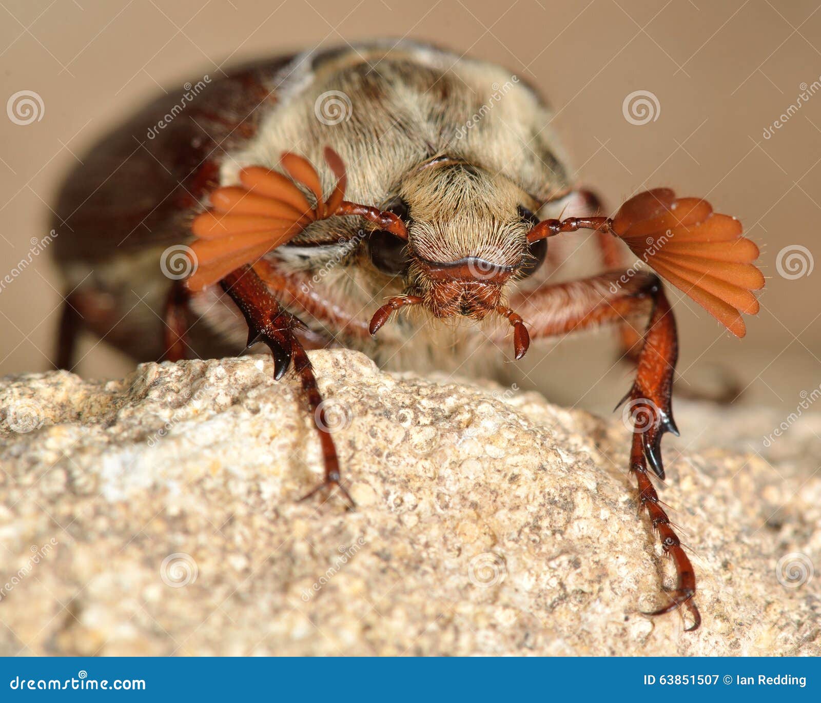 Junikever (Melolontha-melolontha) Stock Afbeelding - Image of sjab ...