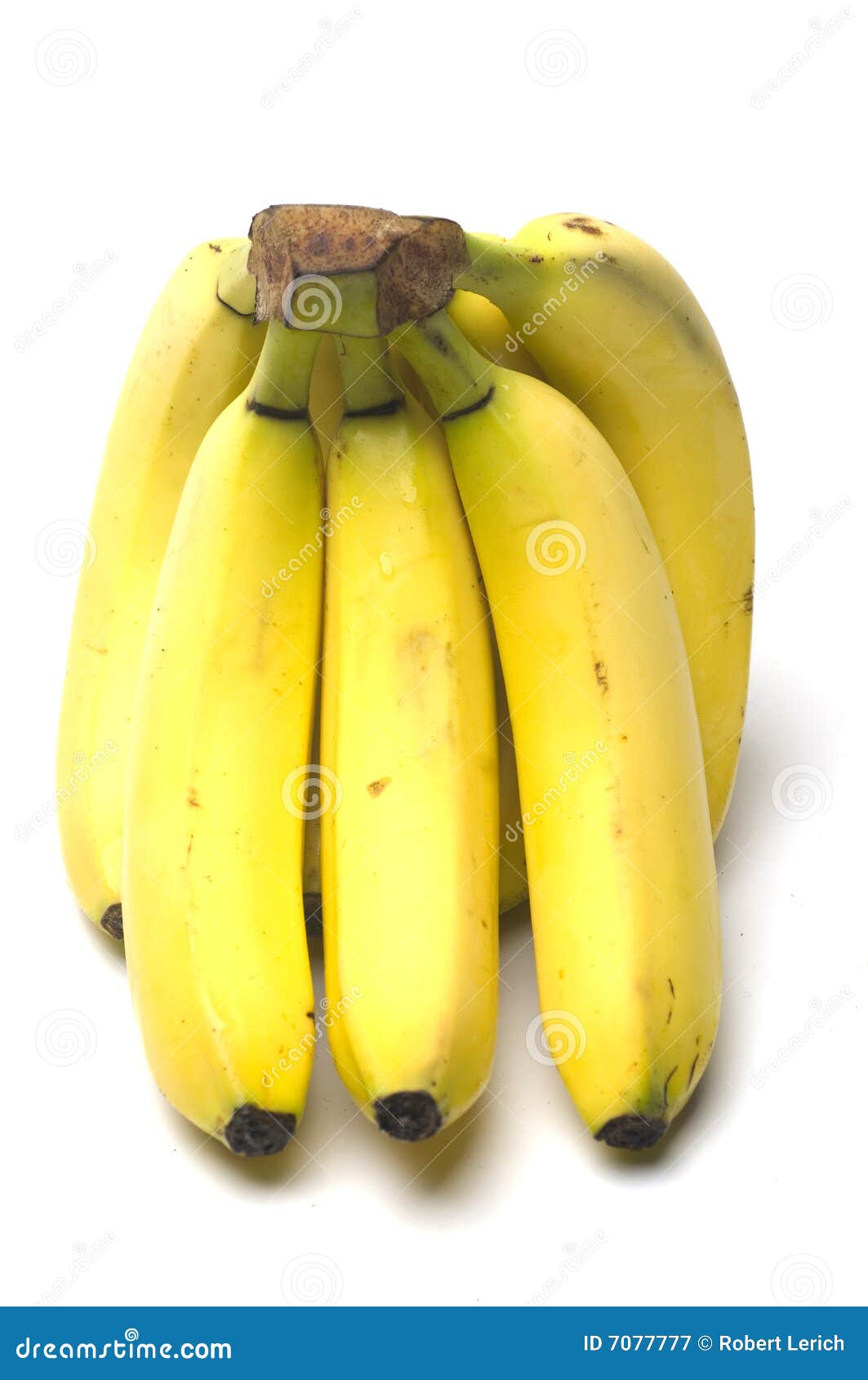 Junior baby bananas stock image. Image of bananas, america - 7077777