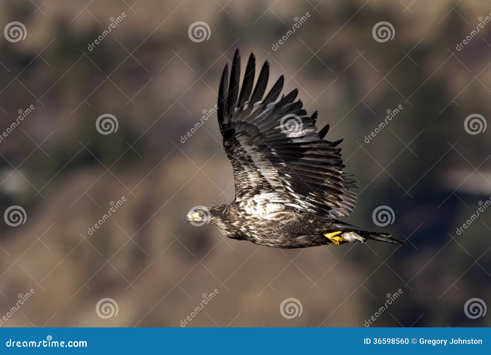 Junior eagle. stock photo. Image of american, flying - 36598560