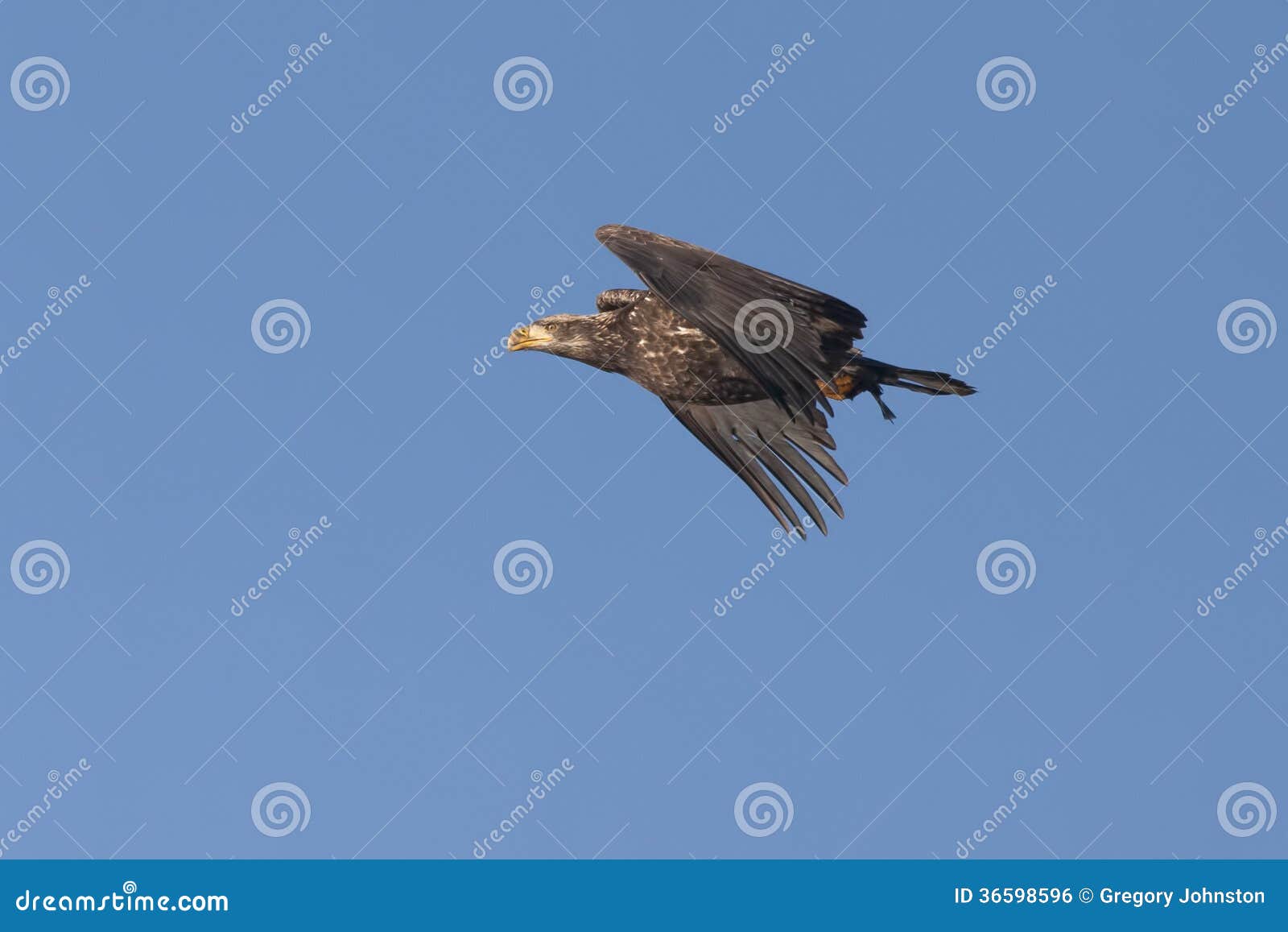 Junior eagle in the sky. stock photo. Image of hunter - 36598596