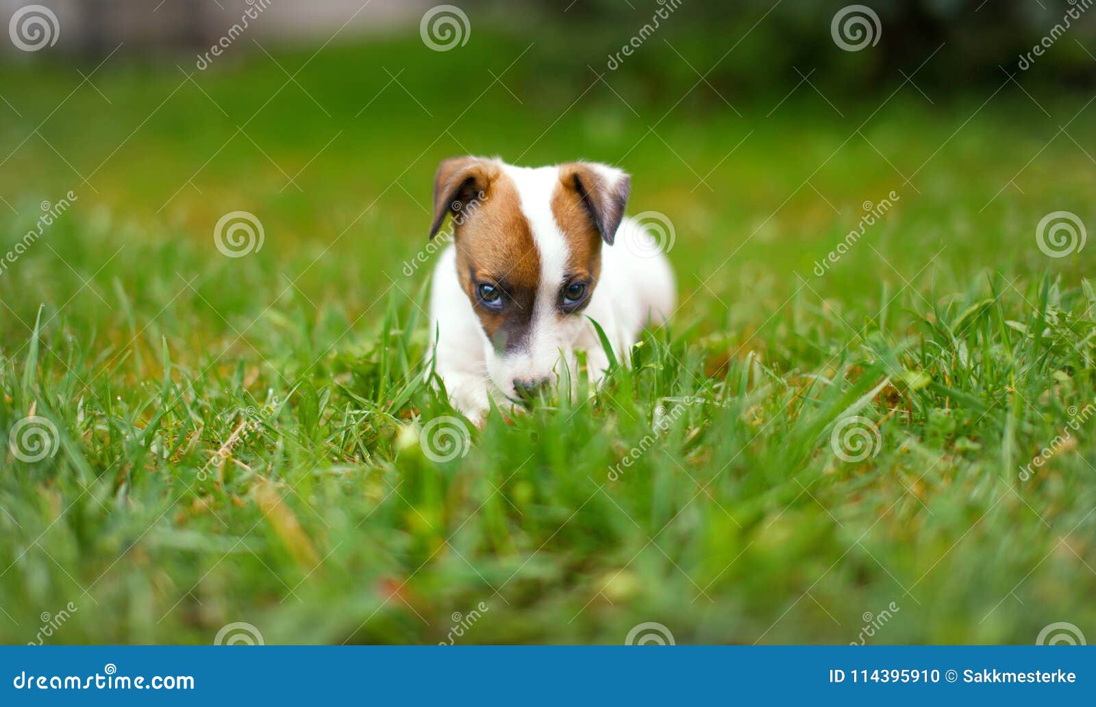 Junior Jack Russell Terrier in Grass Stock Photo - Image of look ...