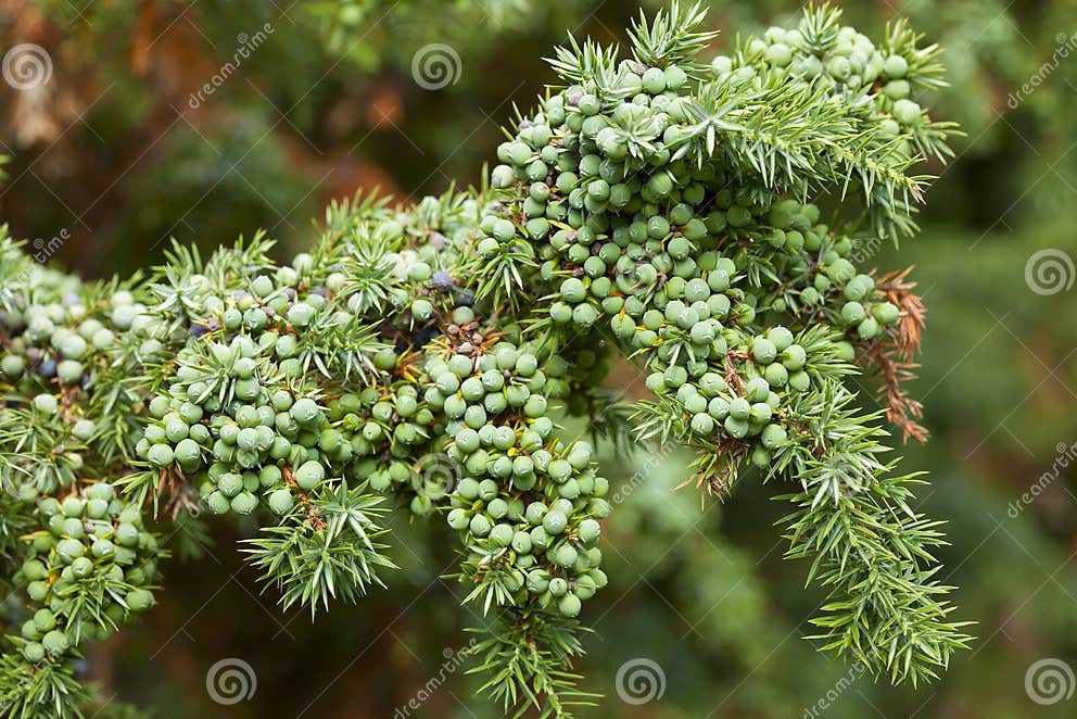 Juniper stock image. Image of juniper, nature, scrub - 15659507