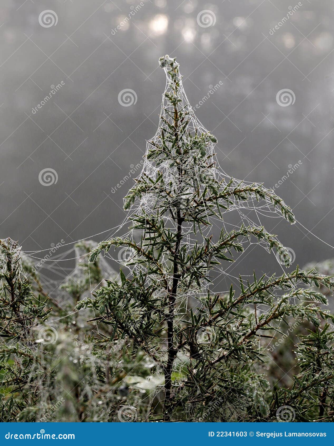 Juniper stock image. Image of bush, early, juniper, spider - 22341603