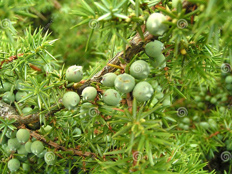 Juniper stock image. Image of summer, tree, beauty, juniper - 311387